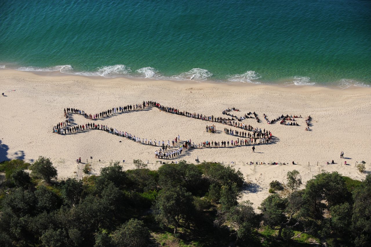 Whale Migration Tomaree Museum