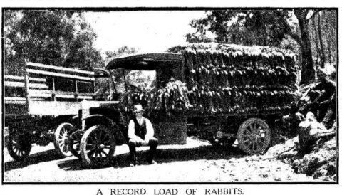Rabbit Plague Research - Tomaree Museum